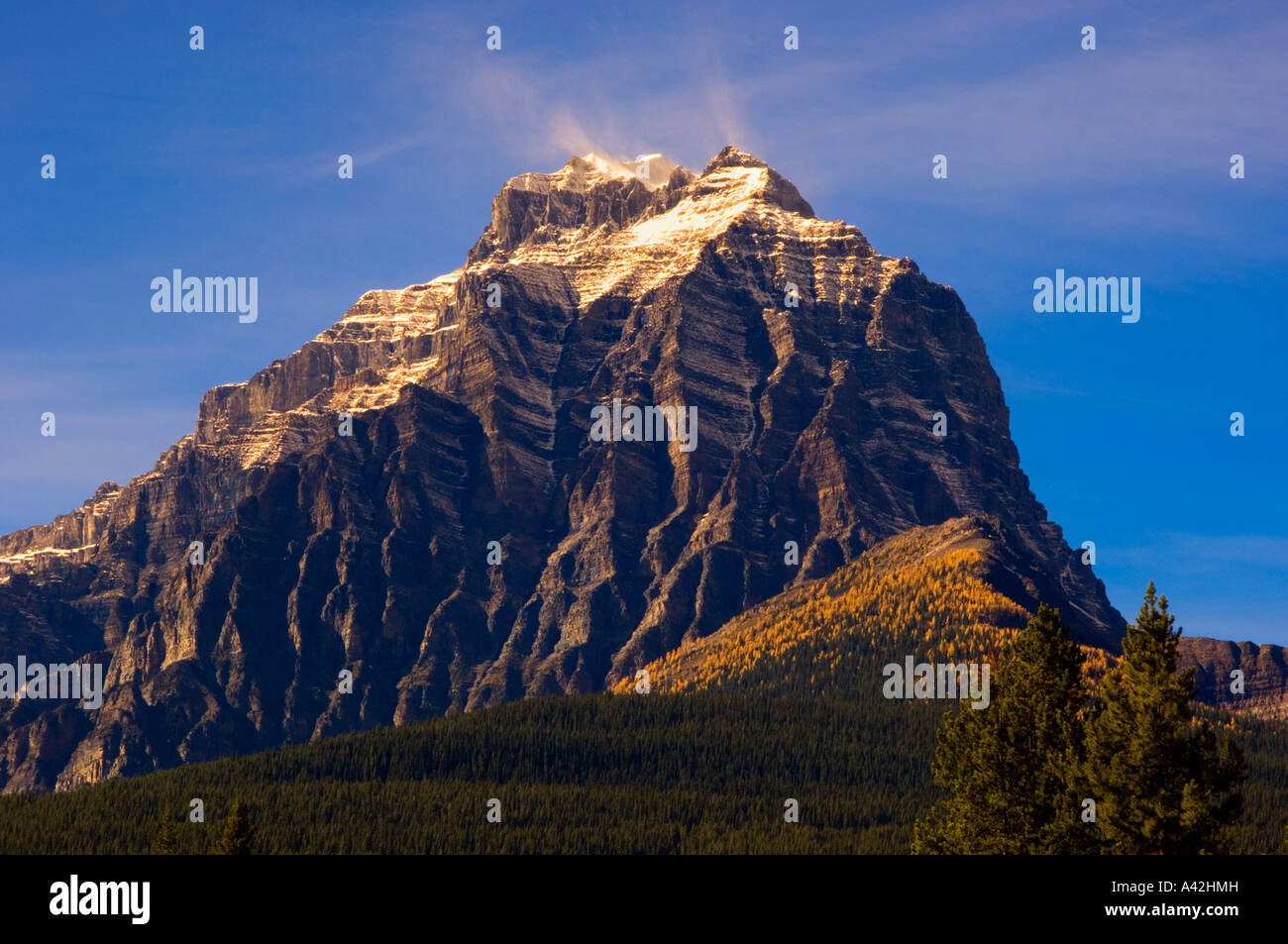 Fall larches on Mt. Lefroy, Banff National Park, Alberta, Canada Stock ...