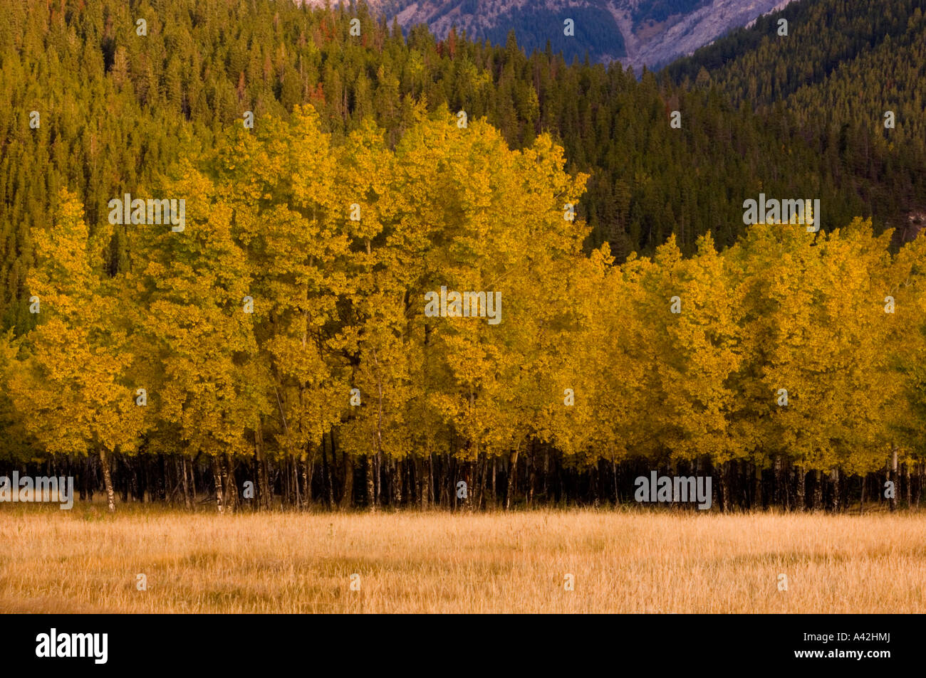 Aspen trees in autumn below Cascade Mountain, Banff National Park ...