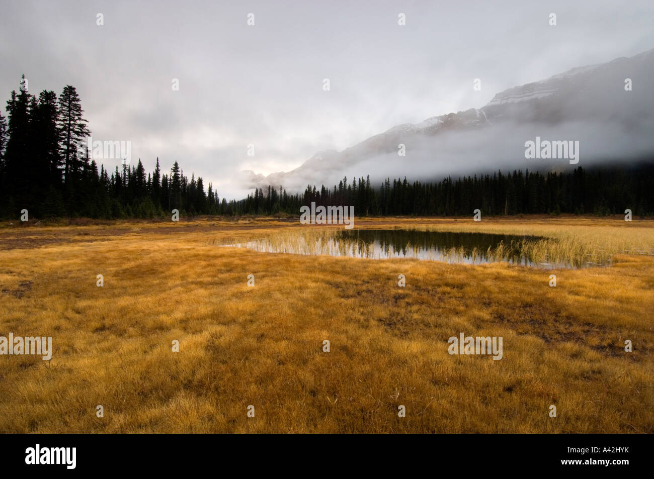 Small pond in marsh at Bow Summit, Banff National Park, Alberta, Canada ...