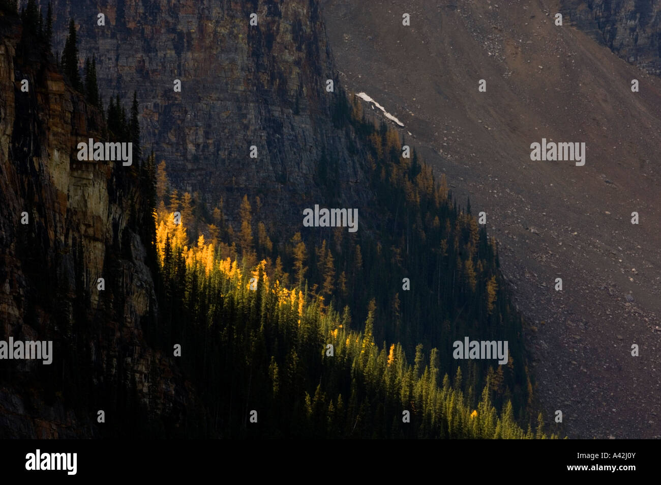 Fall larches on slopes overlooking Moraine Lake, Banff National Park ...