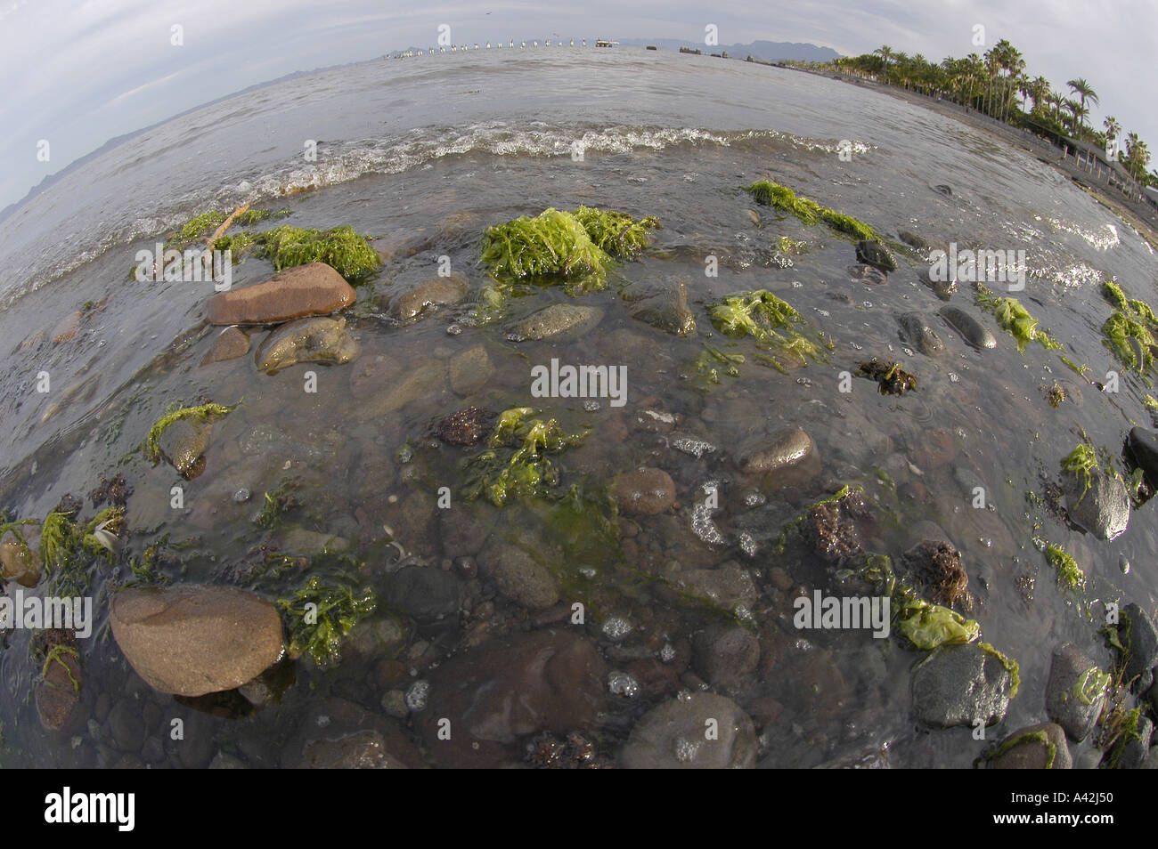 Marine Algae on a rocky beach Loreto Sea of Cortez or Cortes Gulf of ...