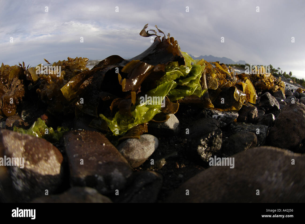 Marine Algae on a rocky beach Loreto Sea of Cortez or Cortes Gulf of ...