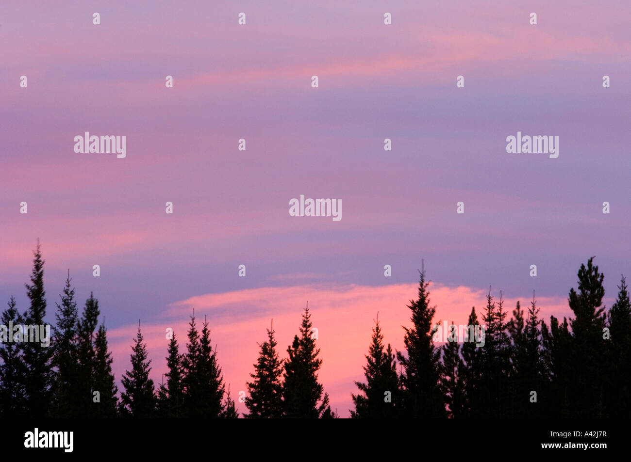 Sunset colour on clouds over pine trees near Lower Lake, Peter Lougheed ...