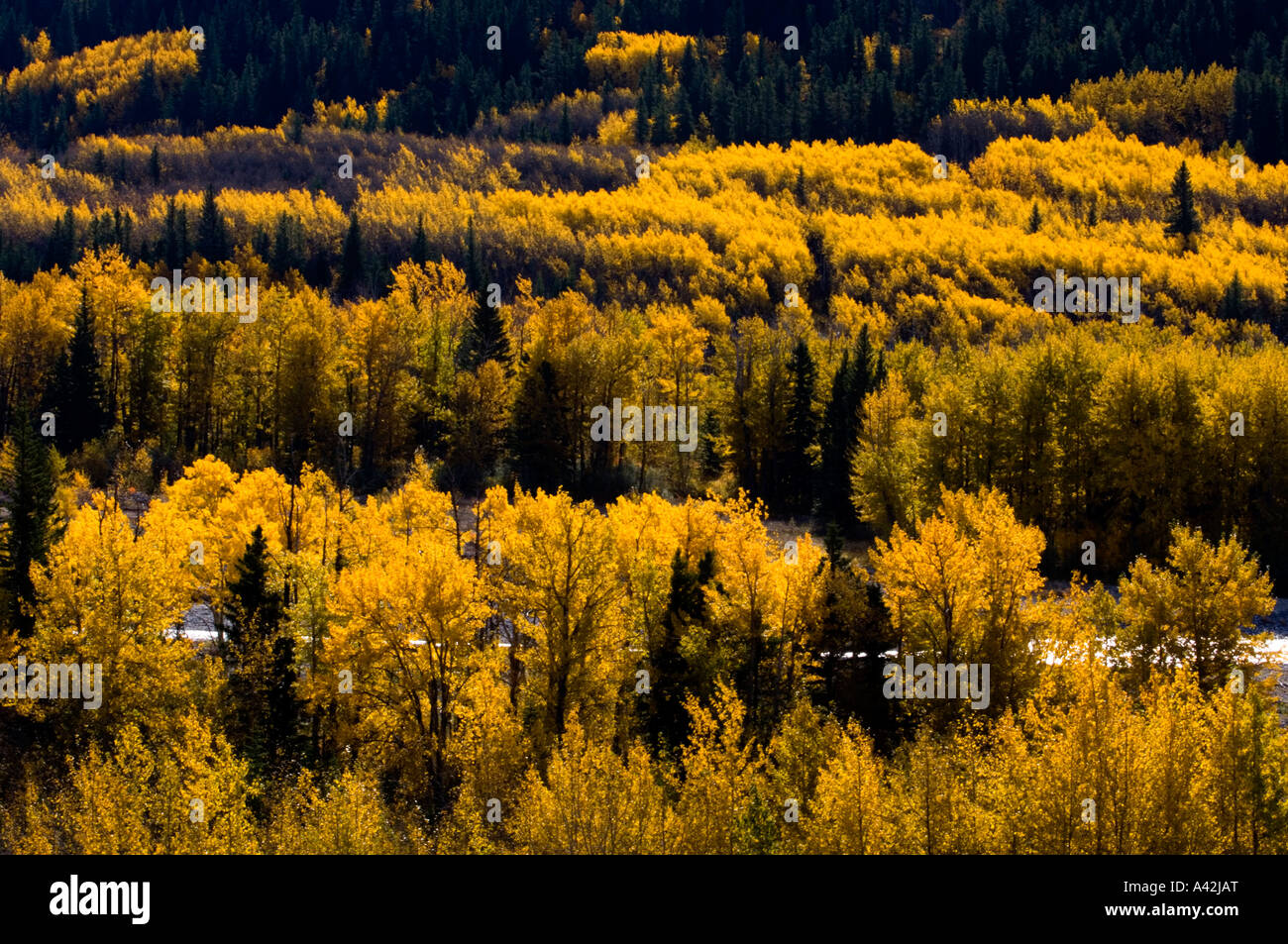 Fall aspen in the Highwood River valley, Kananaskis Country, Alberta ...