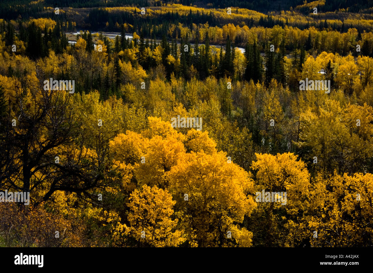 Fall aspen in the Highwood River valley, Kananaskis Country, Alberta ...