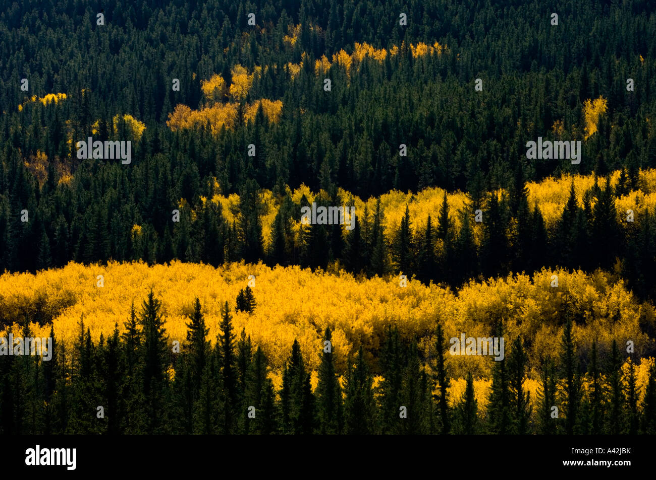 Fall aspen in the Highwood River valley, Kananaskis Country, Alberta ...