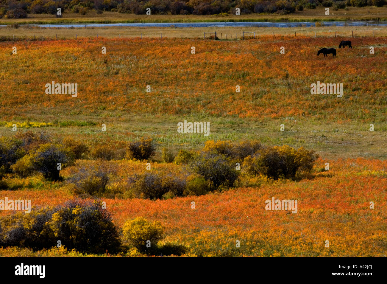 Wild rose bushes and distant horses in rangeland, Ranchland, Alberta ...