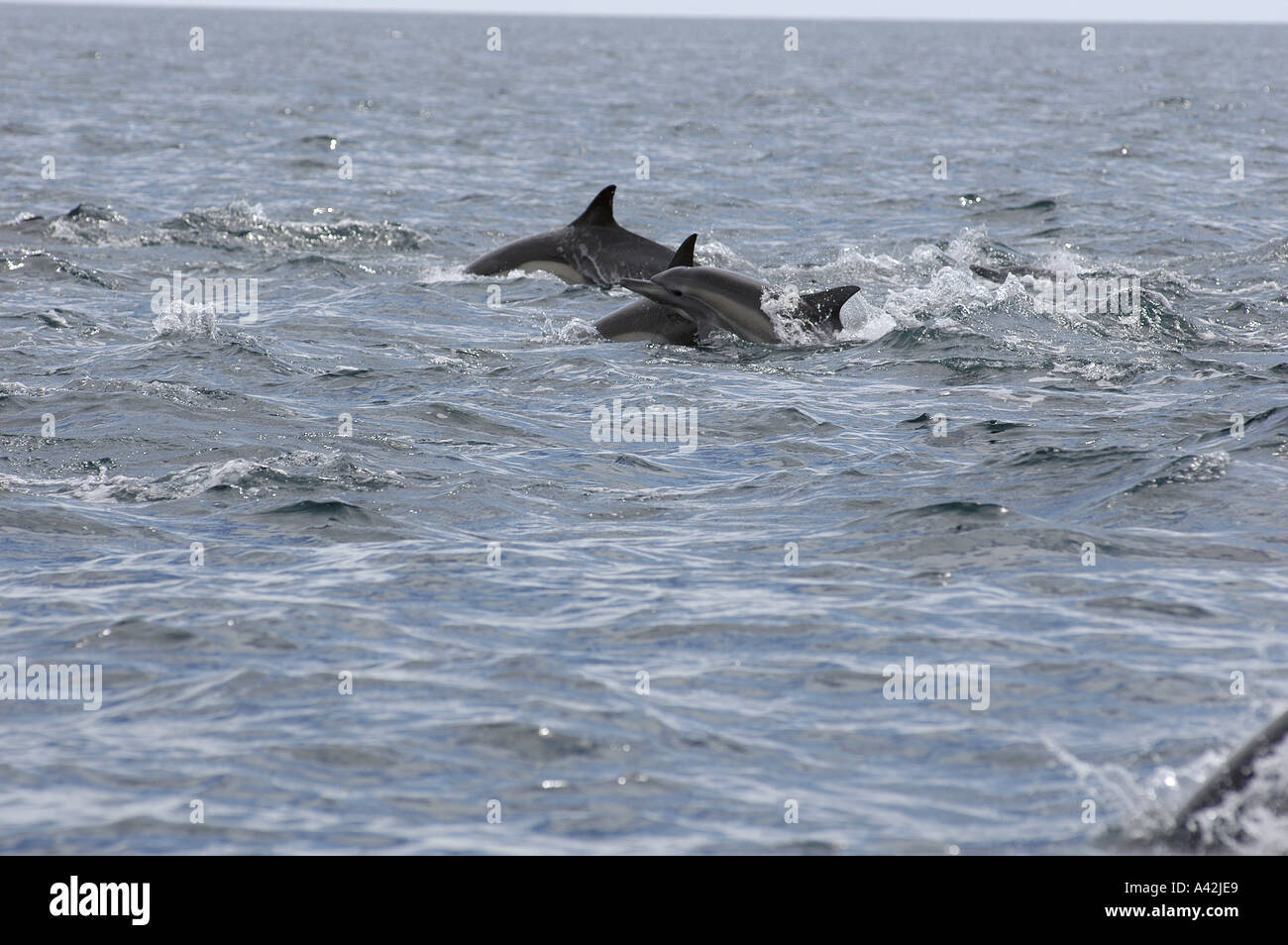 large pod of long beaked common dolphins Delphinus capensis Sea of ...