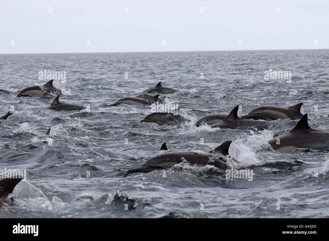 large pod of long beaked common dolphins Delphinus capensis Sea of ...