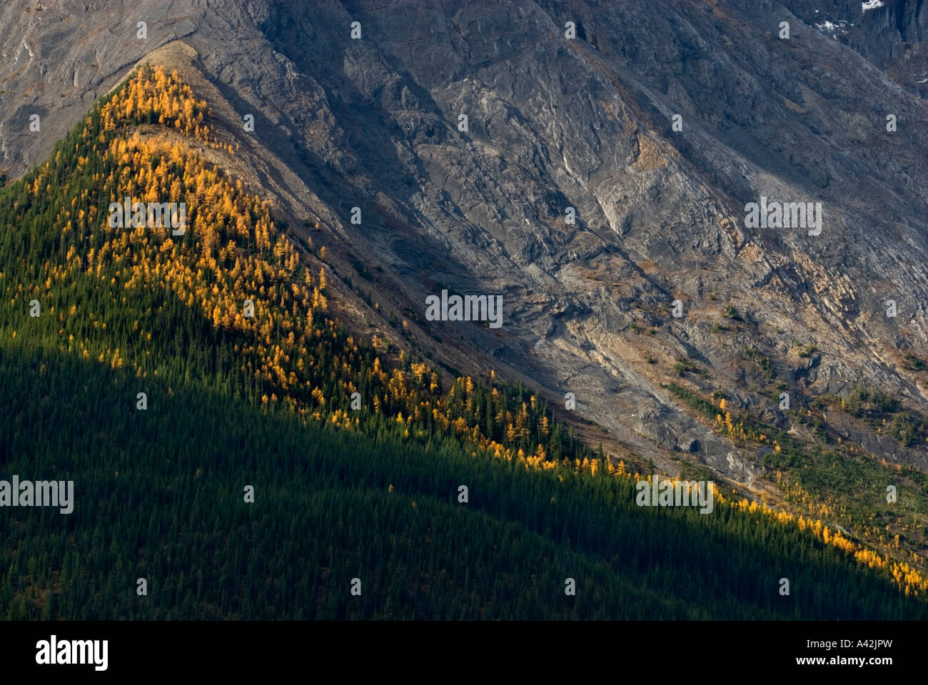 Fall larches on slopes of Cathedral Mountain, Banff National Park ...
