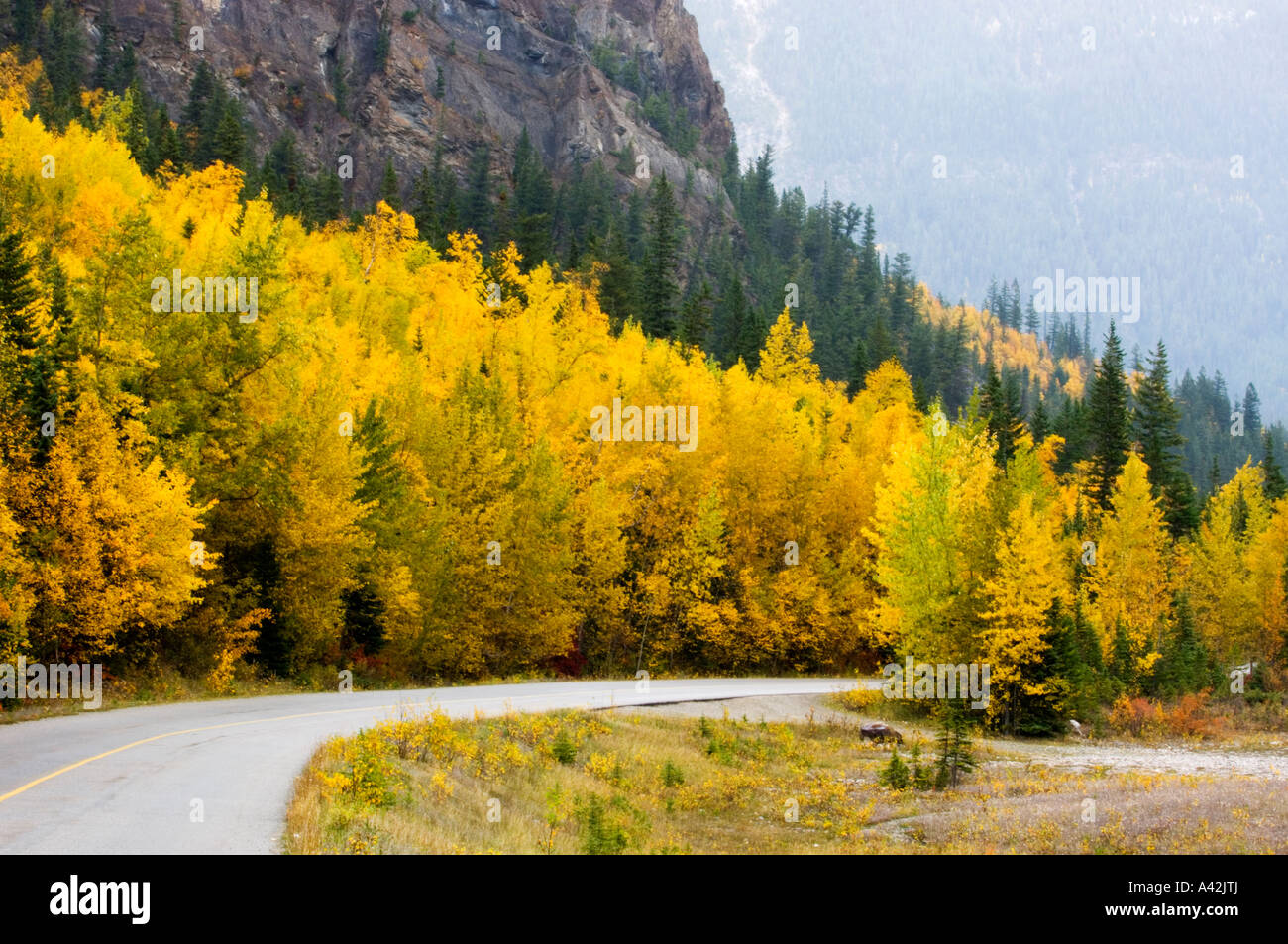 Autumn aspens on lower slopes along Yoho Valley Road, Yoho National ...