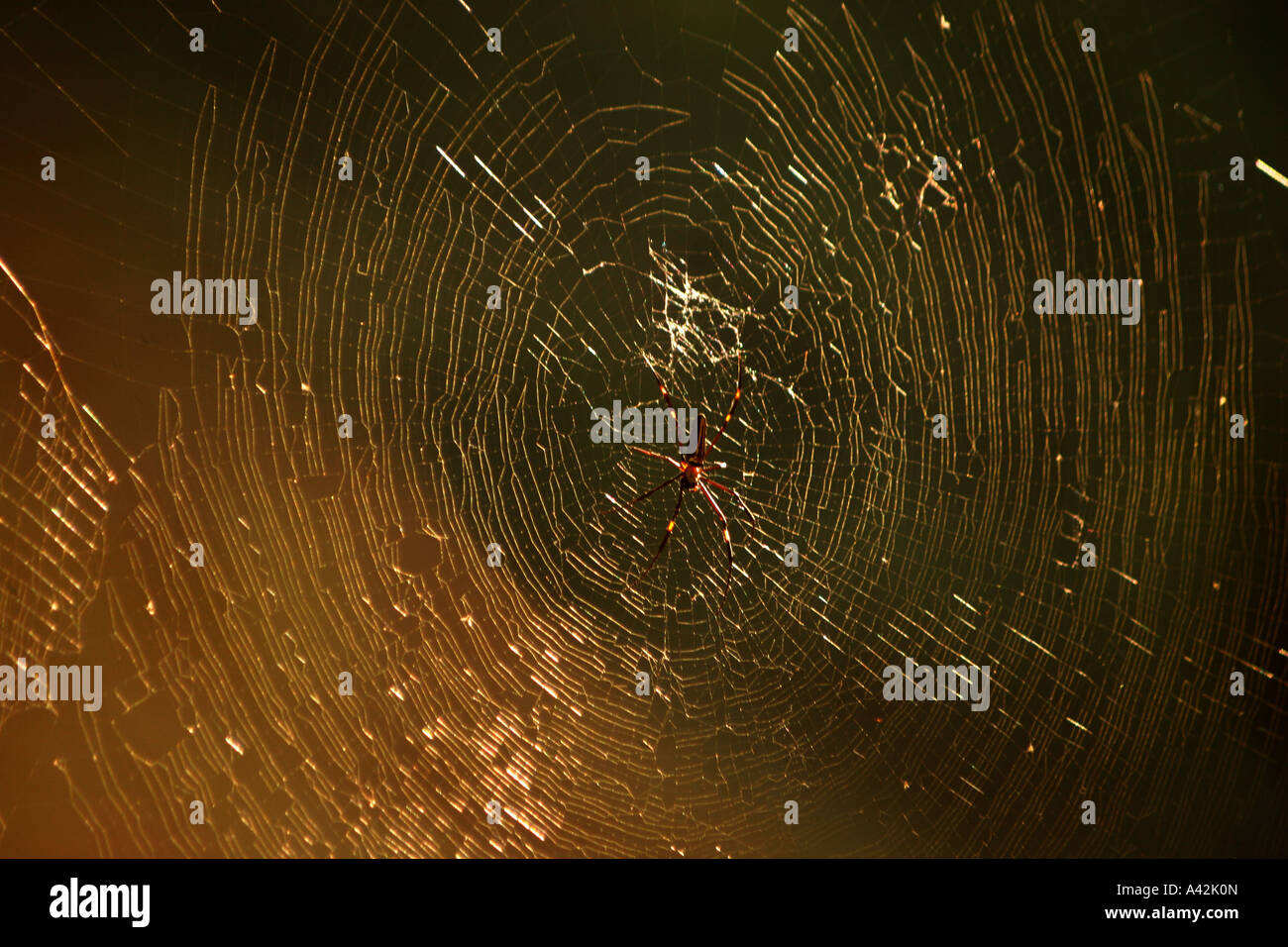 Spider web, Uttranchal India Stock Photo - Alamy