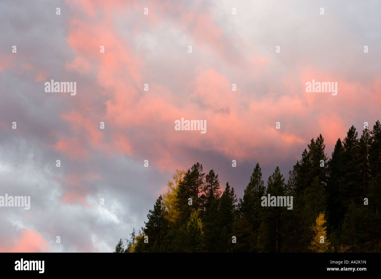 Sunrise colour on clouds over Cathedral Mountain and Wapta Lake, Yoho ...