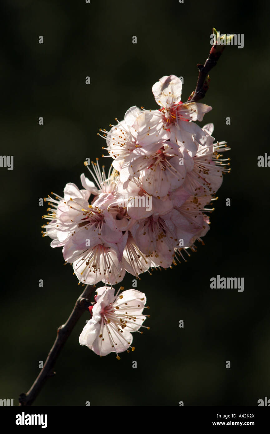 Peach horticulture hi-res stock photography and images - Alamy