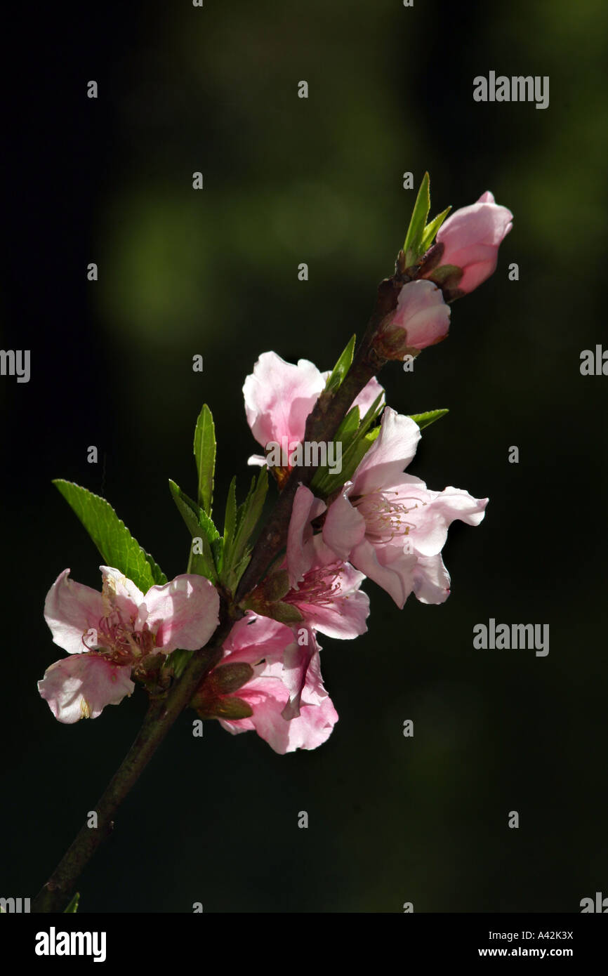 Peach horticulture hi-res stock photography and images - Alamy