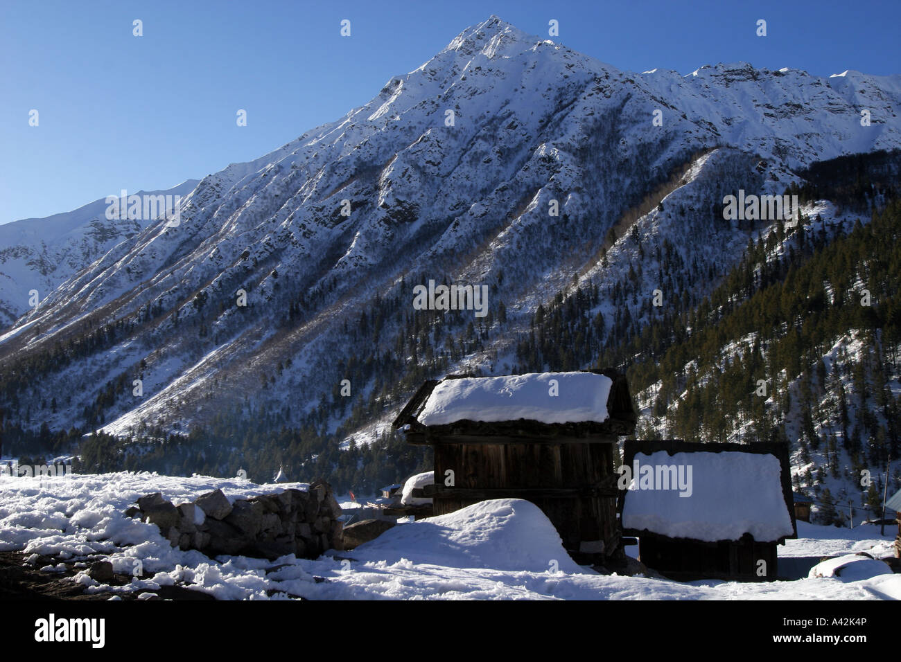 Tree inhabitat hi-res stock photography and images - Alamy