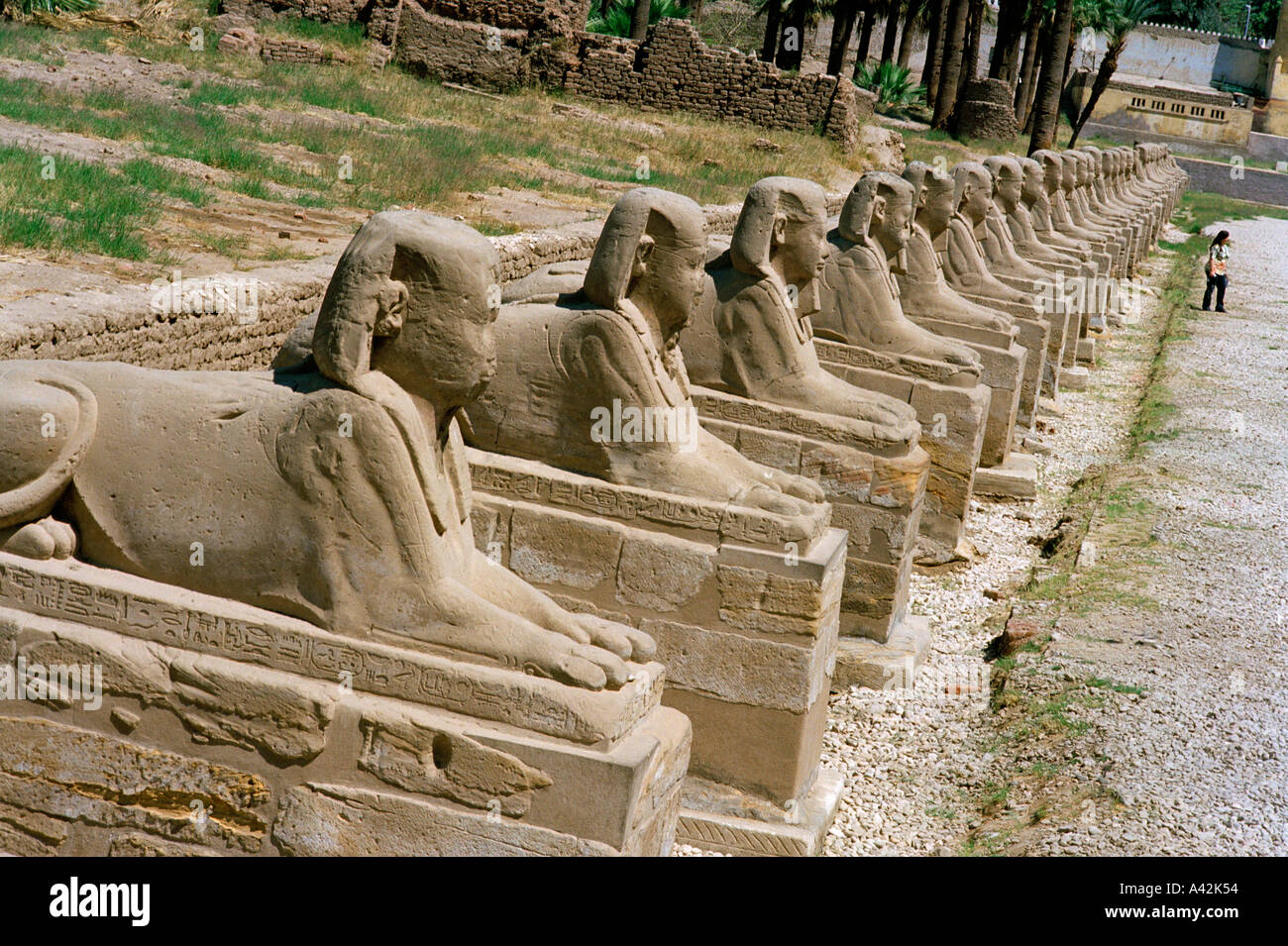 Crouching sphinxes along the processional avenue at the great temple to ...