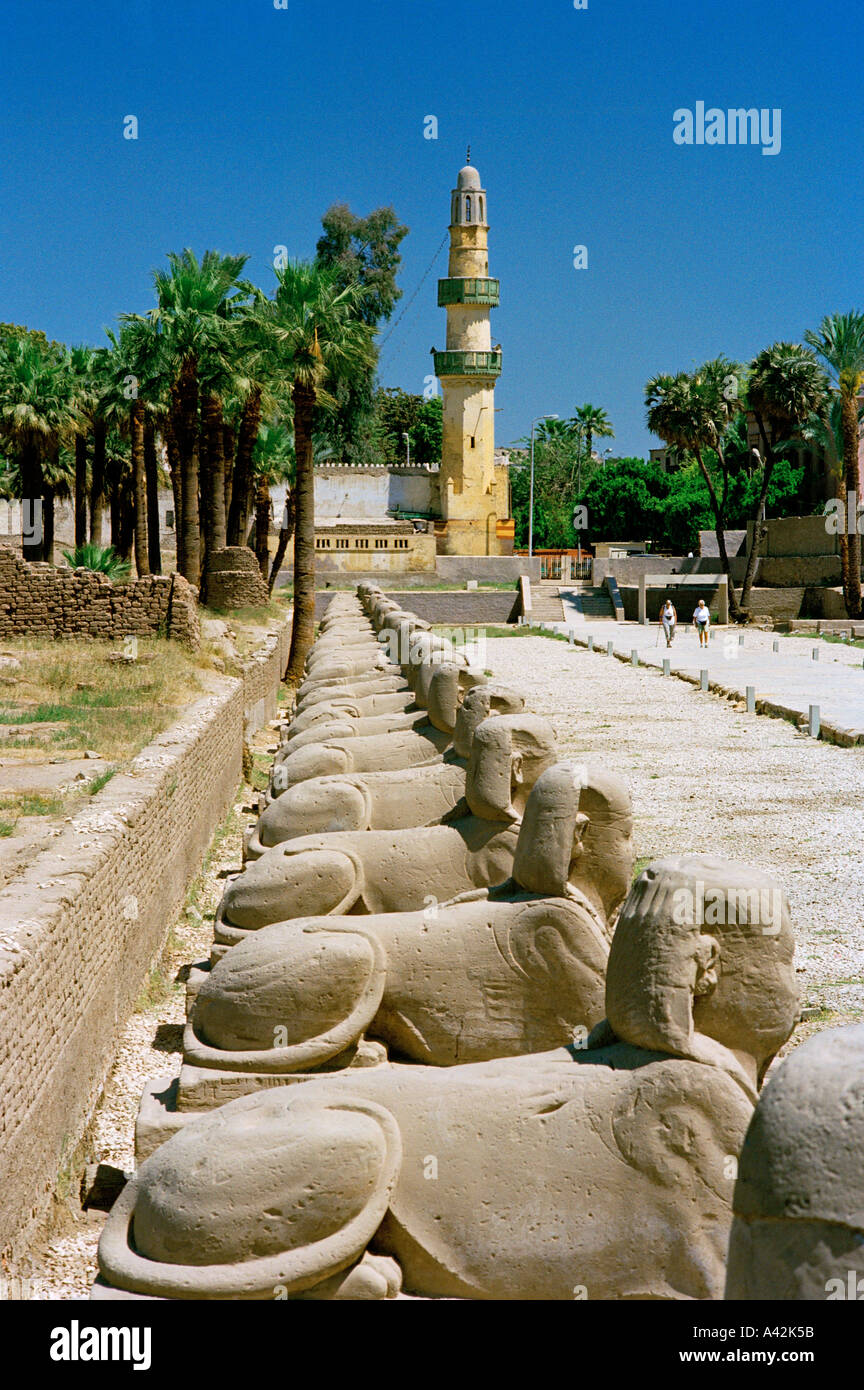 Crouching sphinxes along the processional avenue at the great temple to ...