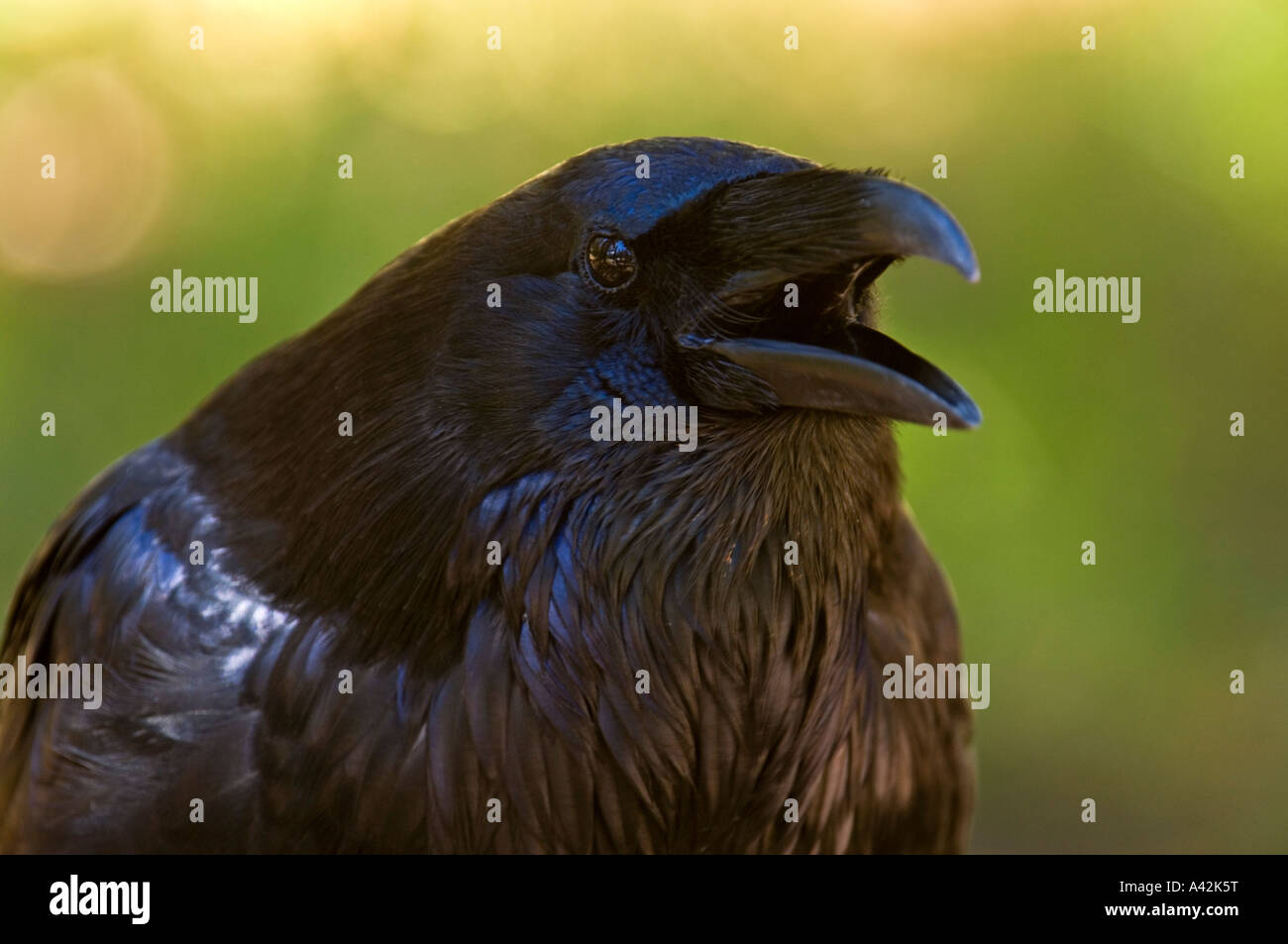 Common Raven (Corvus corax) Tame bird in campground. Banff National ...