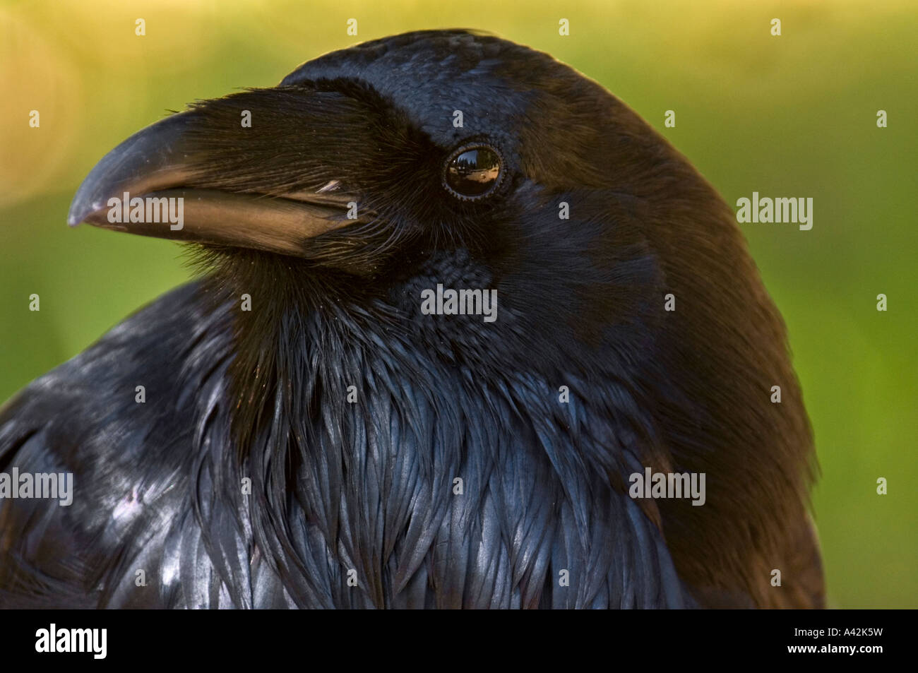 Common Raven (Corvus corax) Tame bird in campground. Banff National ...