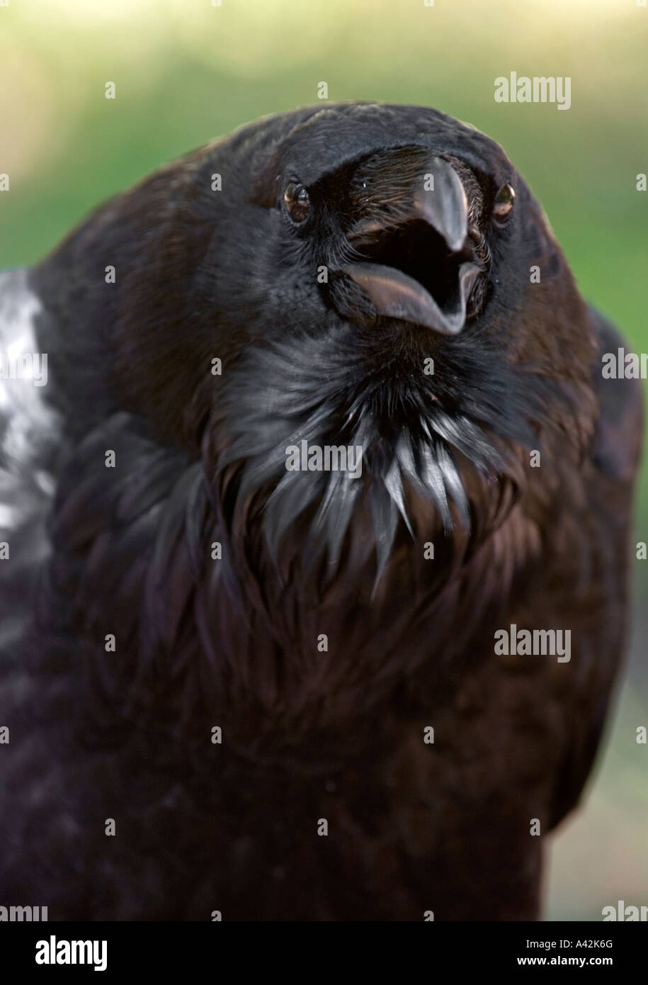 Common Raven (Corvus corax) Tame bird in campground. Banff National ...