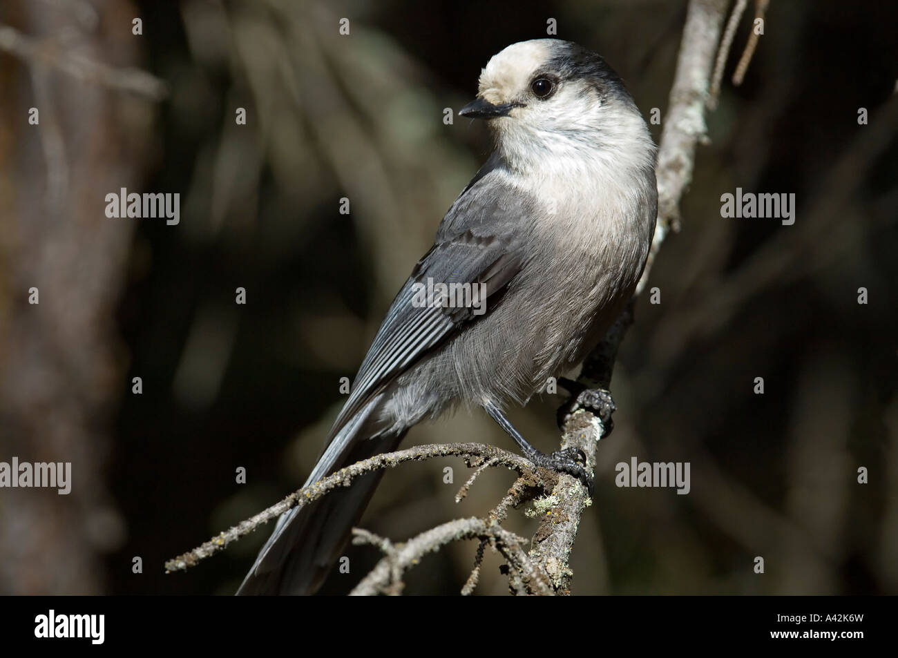 Canada Jay/Gray jay (Perisoreus canadensis) Yoho National Park British ...