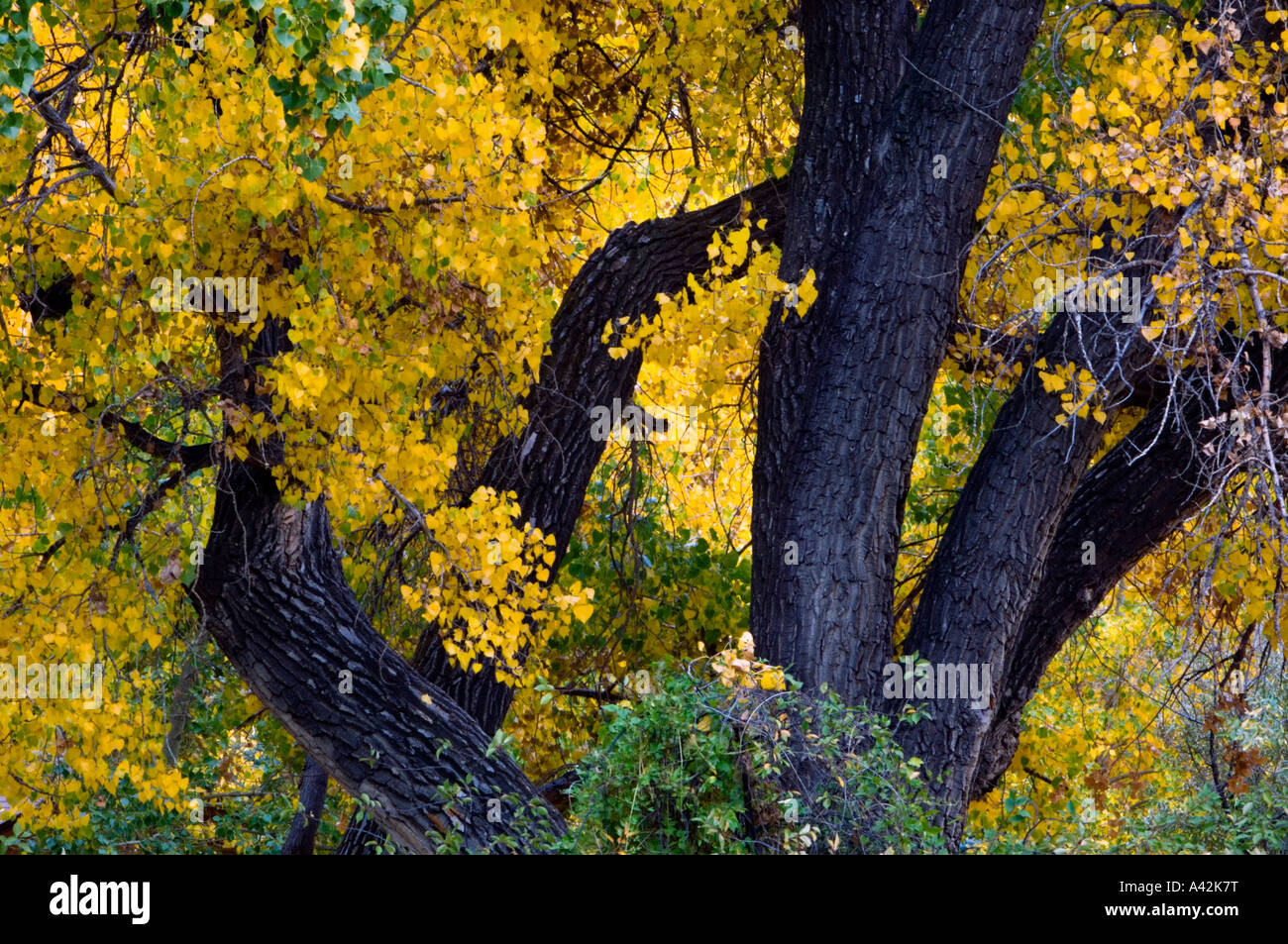 Cottonwood tree (Populus deltoides) with fall foliage in Milk River ...
