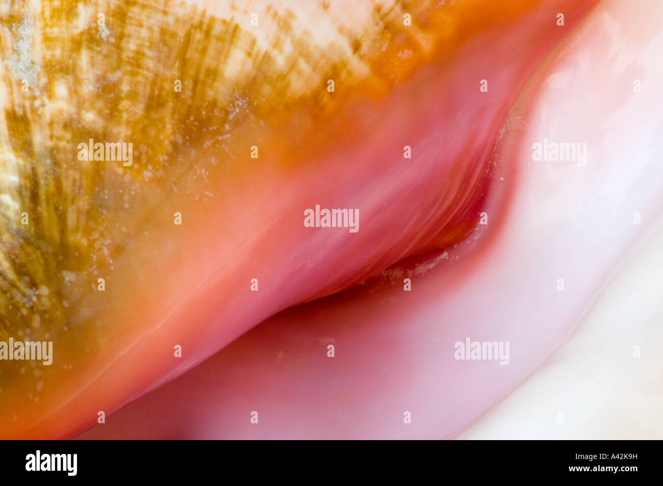 Enamel Shell High Resolution Stock Photography and Images - Alamy