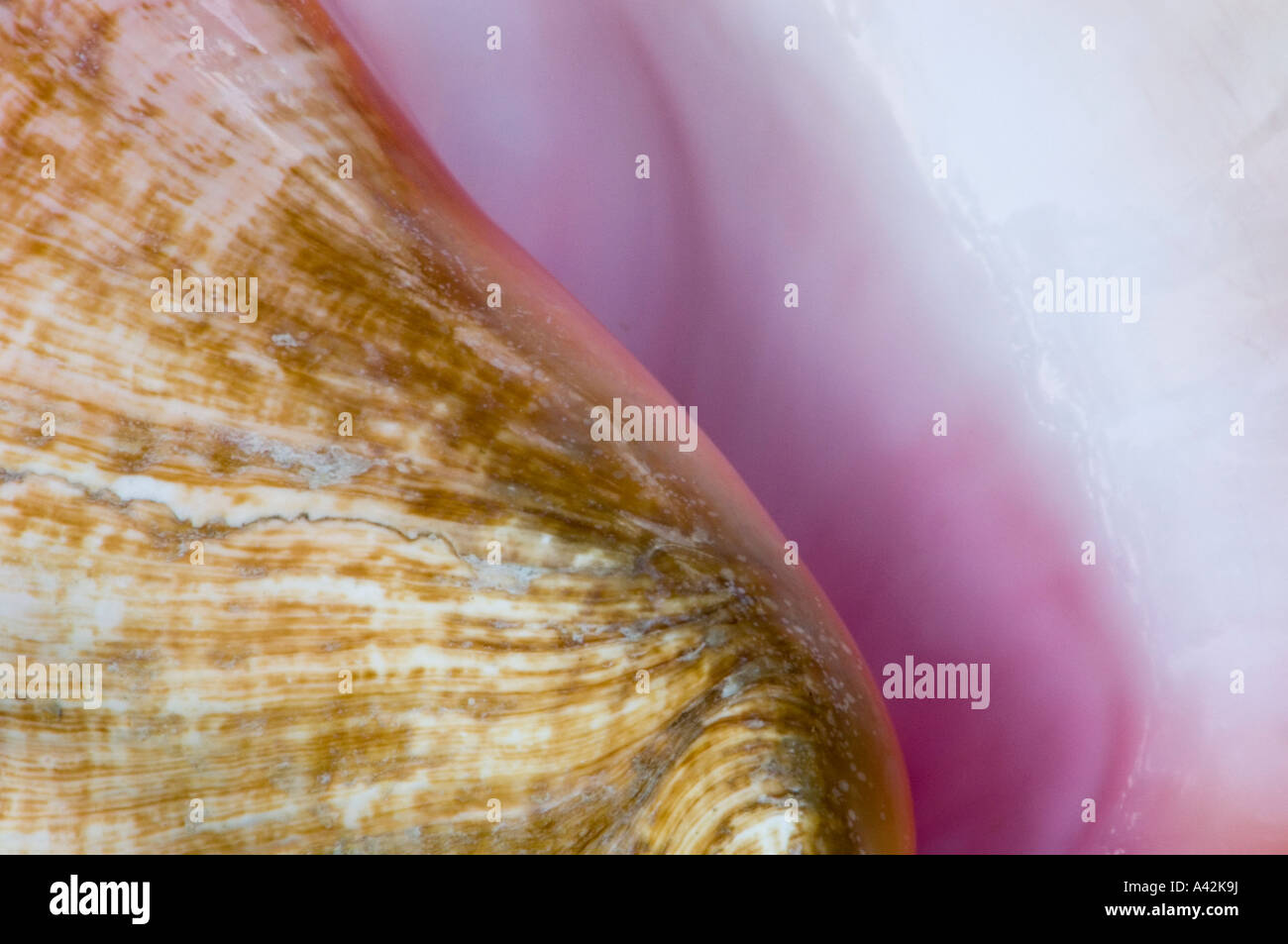 Sea shell details- Queen Conch (Collected in Florida Stock Photo - Alamy