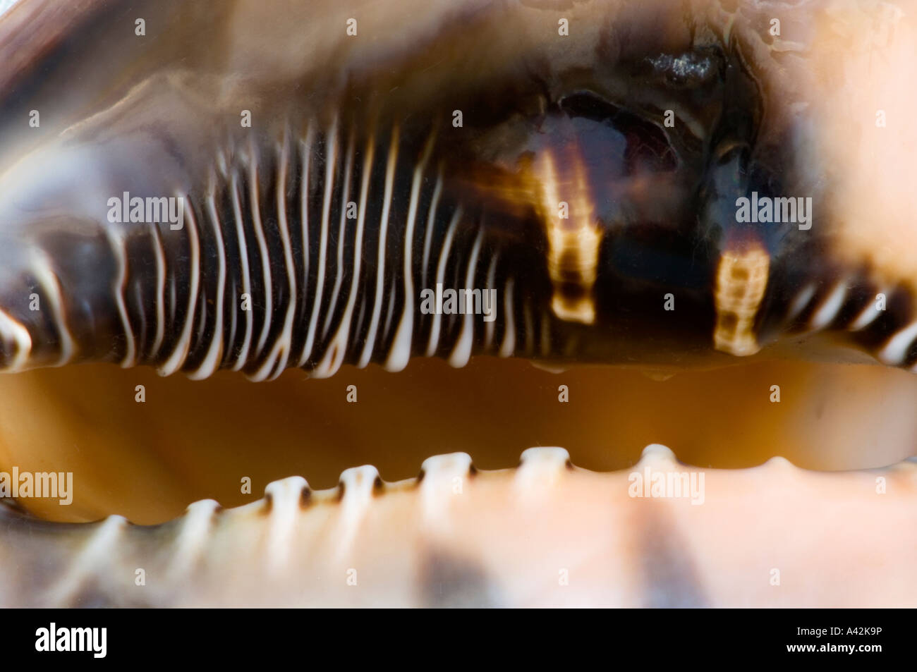 Enamel shell hi-res stock photography and images - Alamy