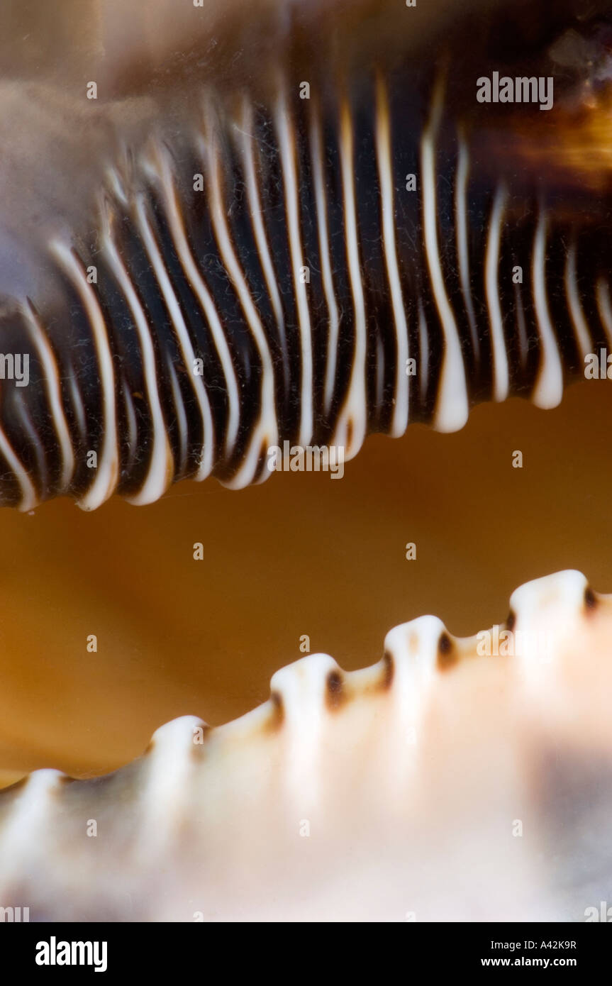 Brown conch shell details (Collected in Florida Stock Photo - Alamy