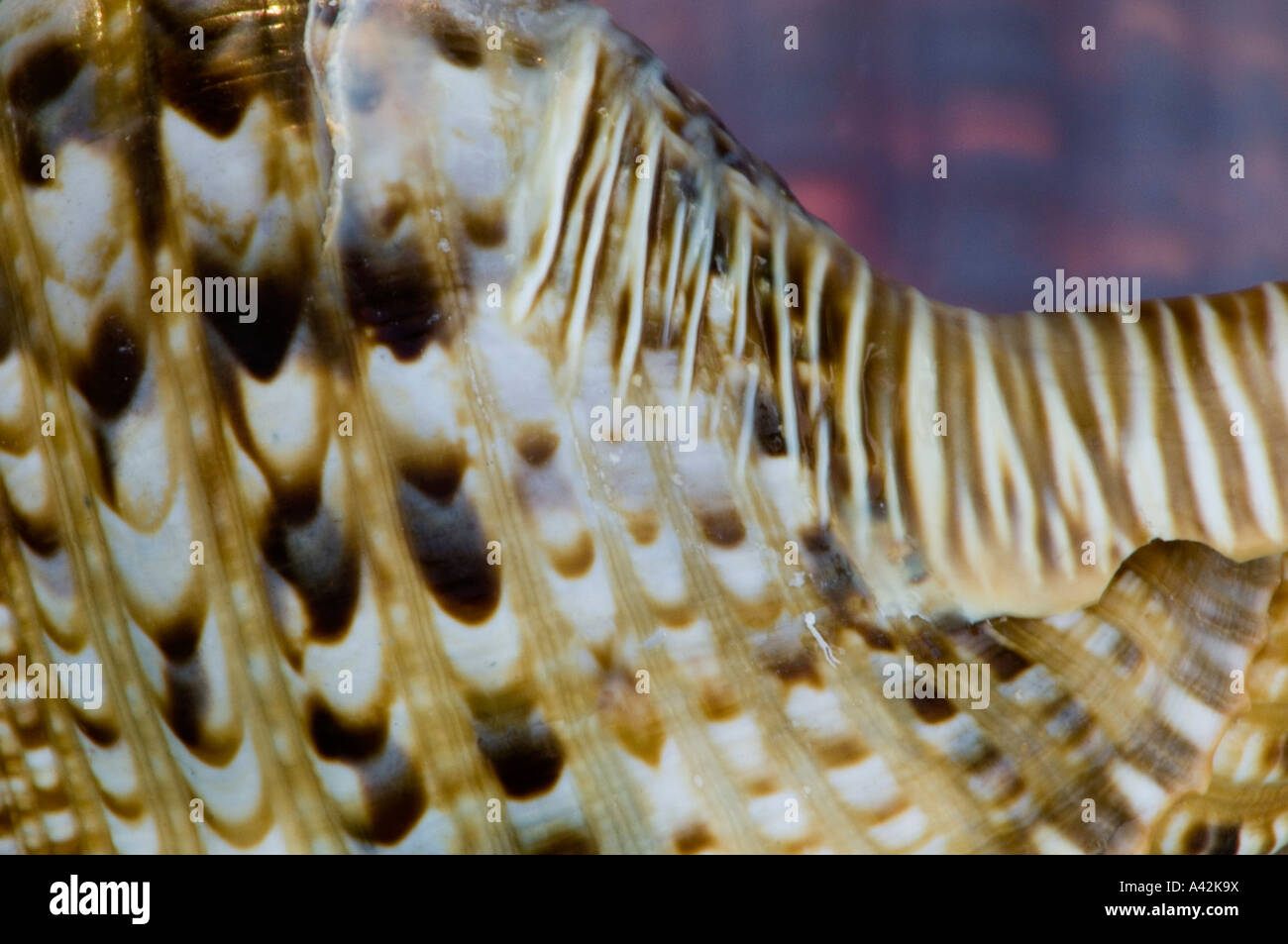 Shell conch shell queen conch hi-res stock photography and images - Alamy