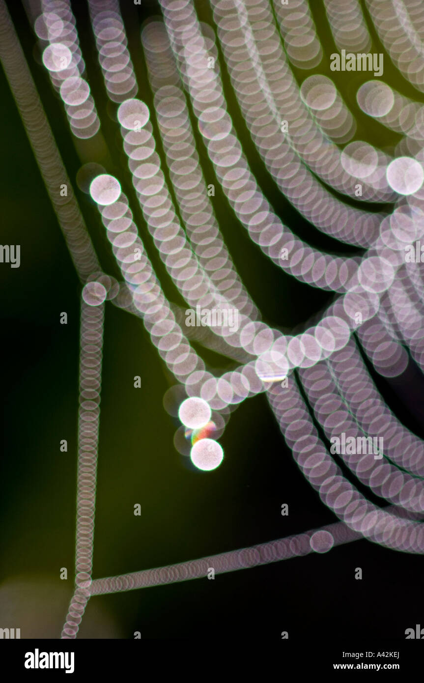 Spider web silk strands with out of focus dew drops, Greater Sudbury ...