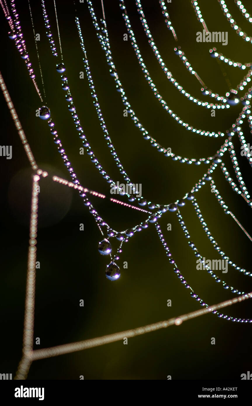 Spider web silk strands with dew drops, Greater Sudbury Ontario Stock ...
