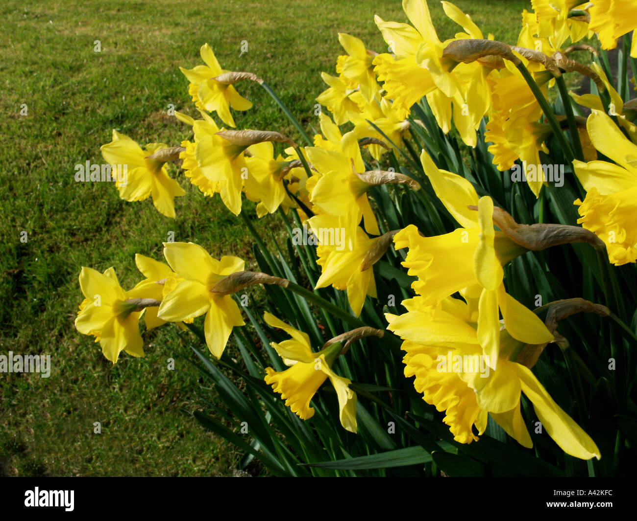 Daffodils in full bloom Stock Photo - Alamy