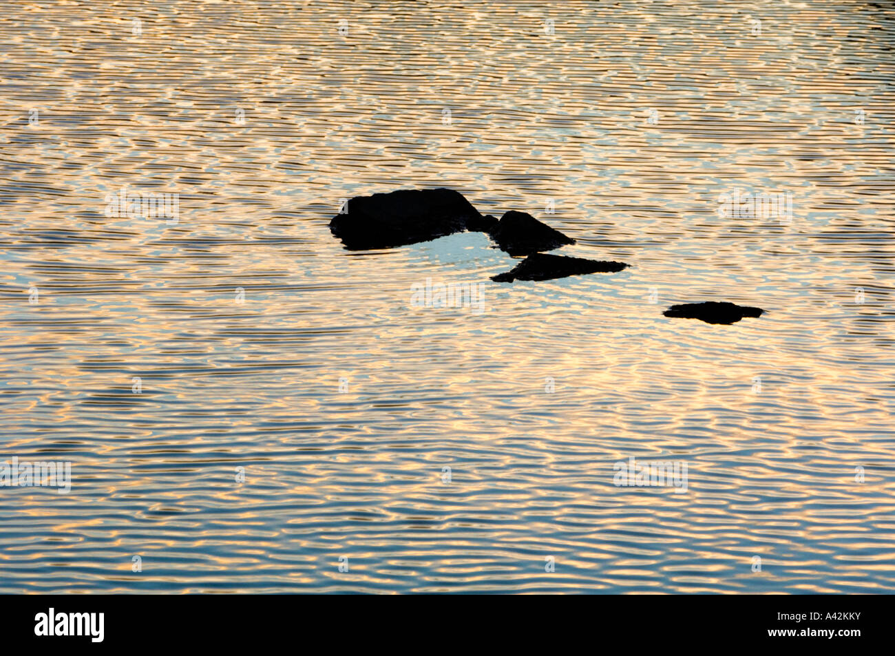 wind ripples on Two Jack Lake at dawn Banff National Park Alberta Stock ...