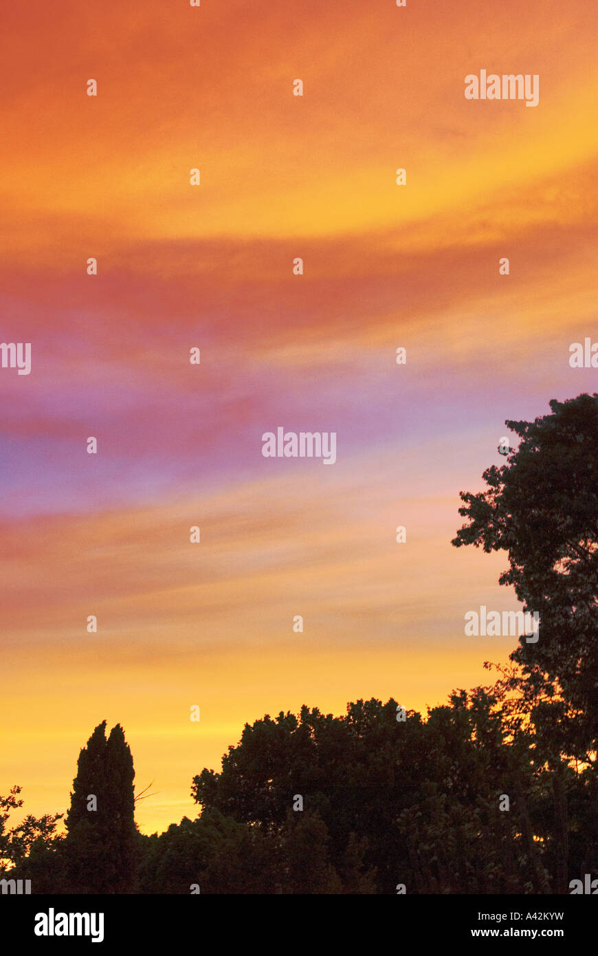 Sunset with tree silhouette, in Gauteng South Africa Stock Photo - Alamy