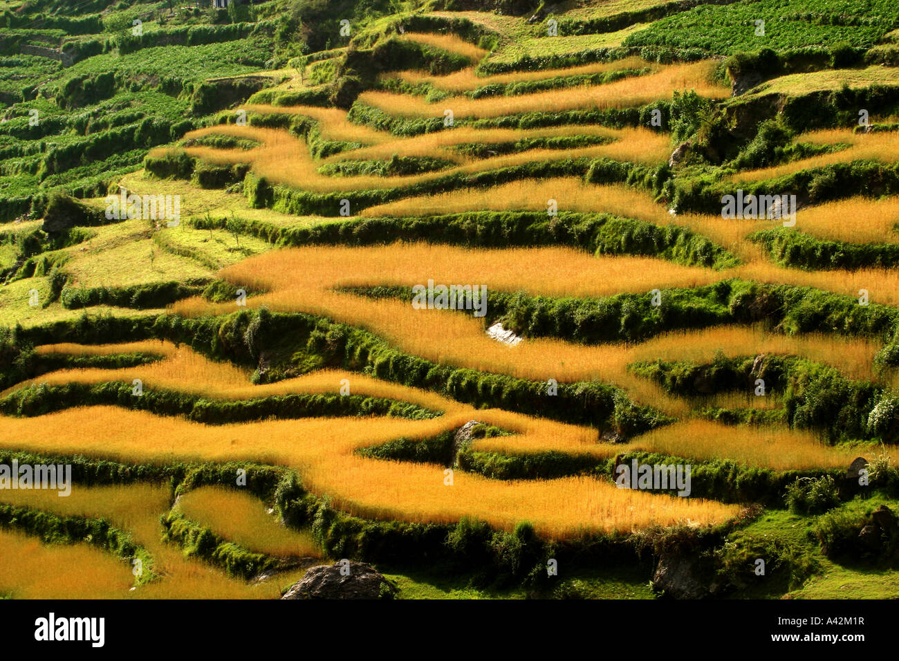 Step farming in himachal pradesh hi-res stock photography and images ...