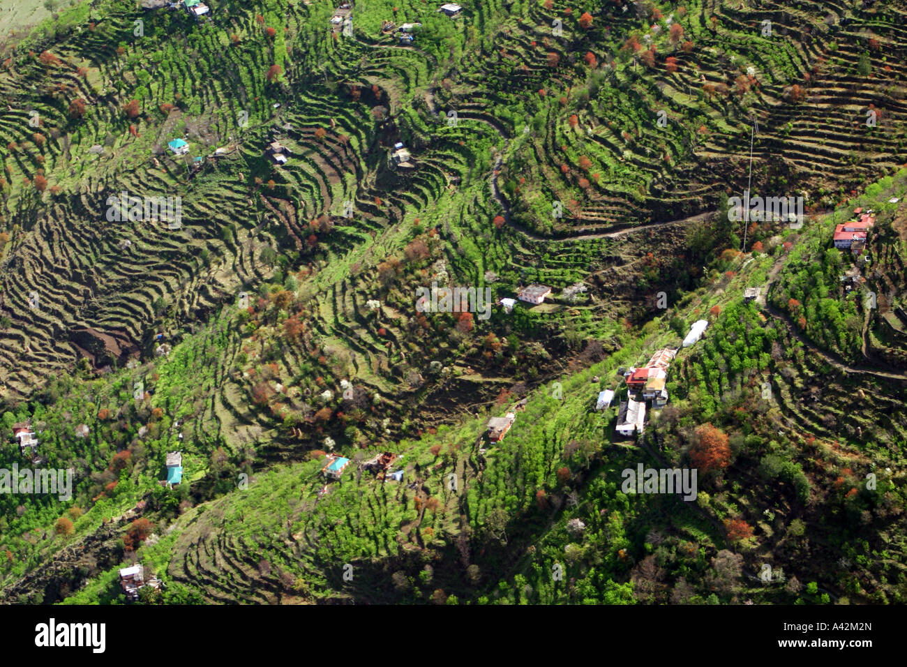 Step farming in Himachal Pradesh, India Stock Photo - Alamy
