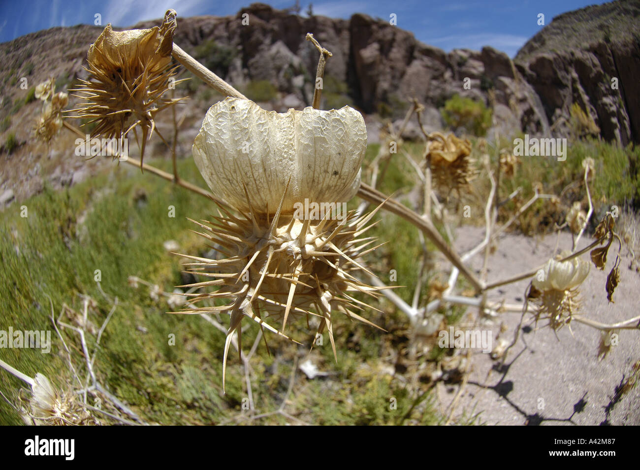 Cactus plant Espiritu Santo Marine Park Sea of Cortez Baja California ...