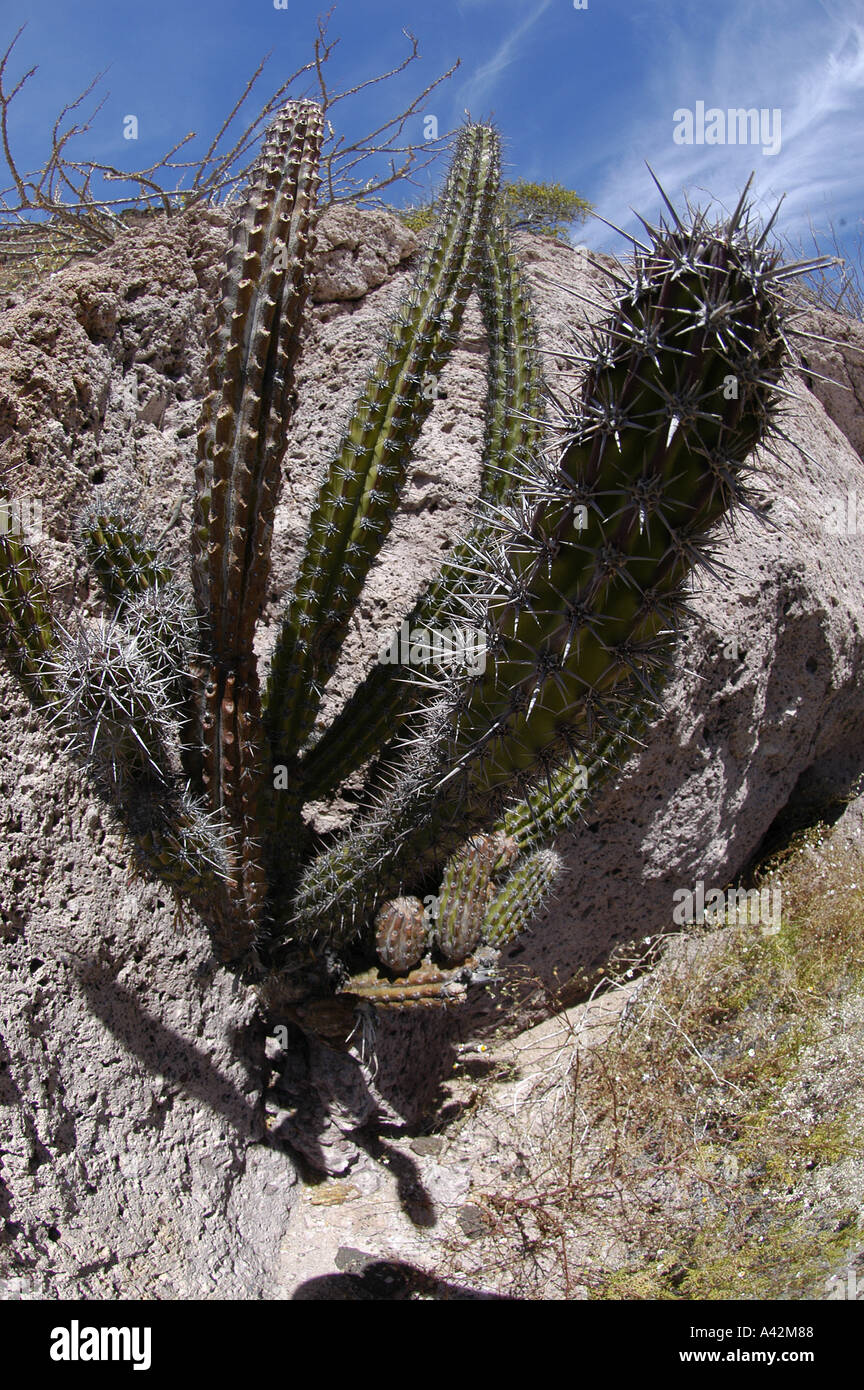 Cactus plant Espiritu Santo Marine Park Sea of Cortez Baja California ...