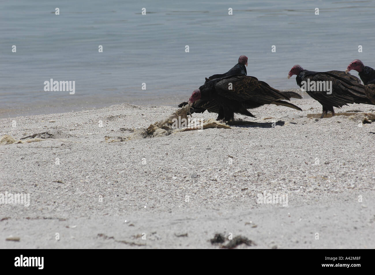 turkey vultures Cathartes aura feeding on whale bubbler Espiritu Santo ...