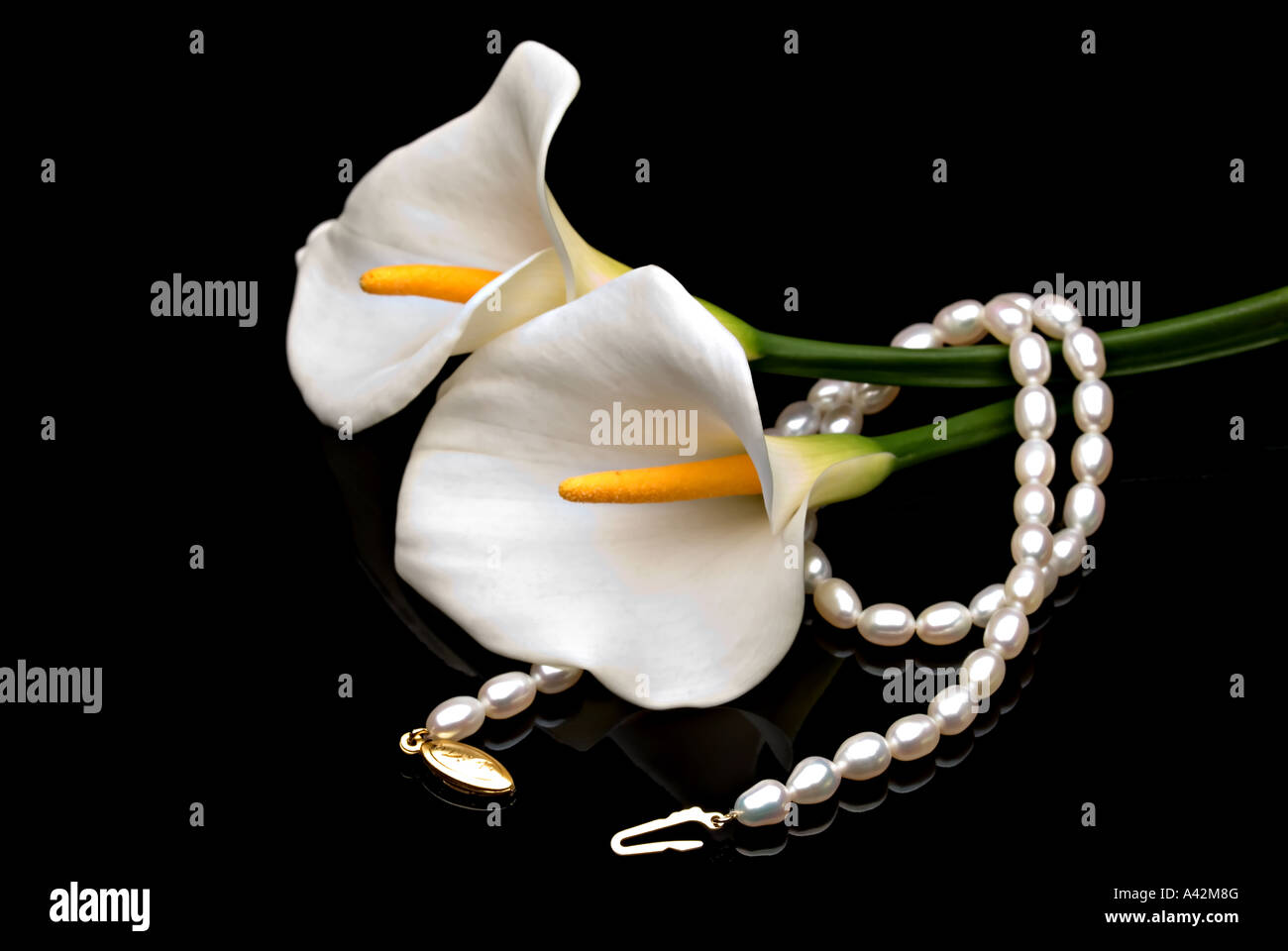 Two Calla Lilies with Pearls on Black Background valentines day Stock ...