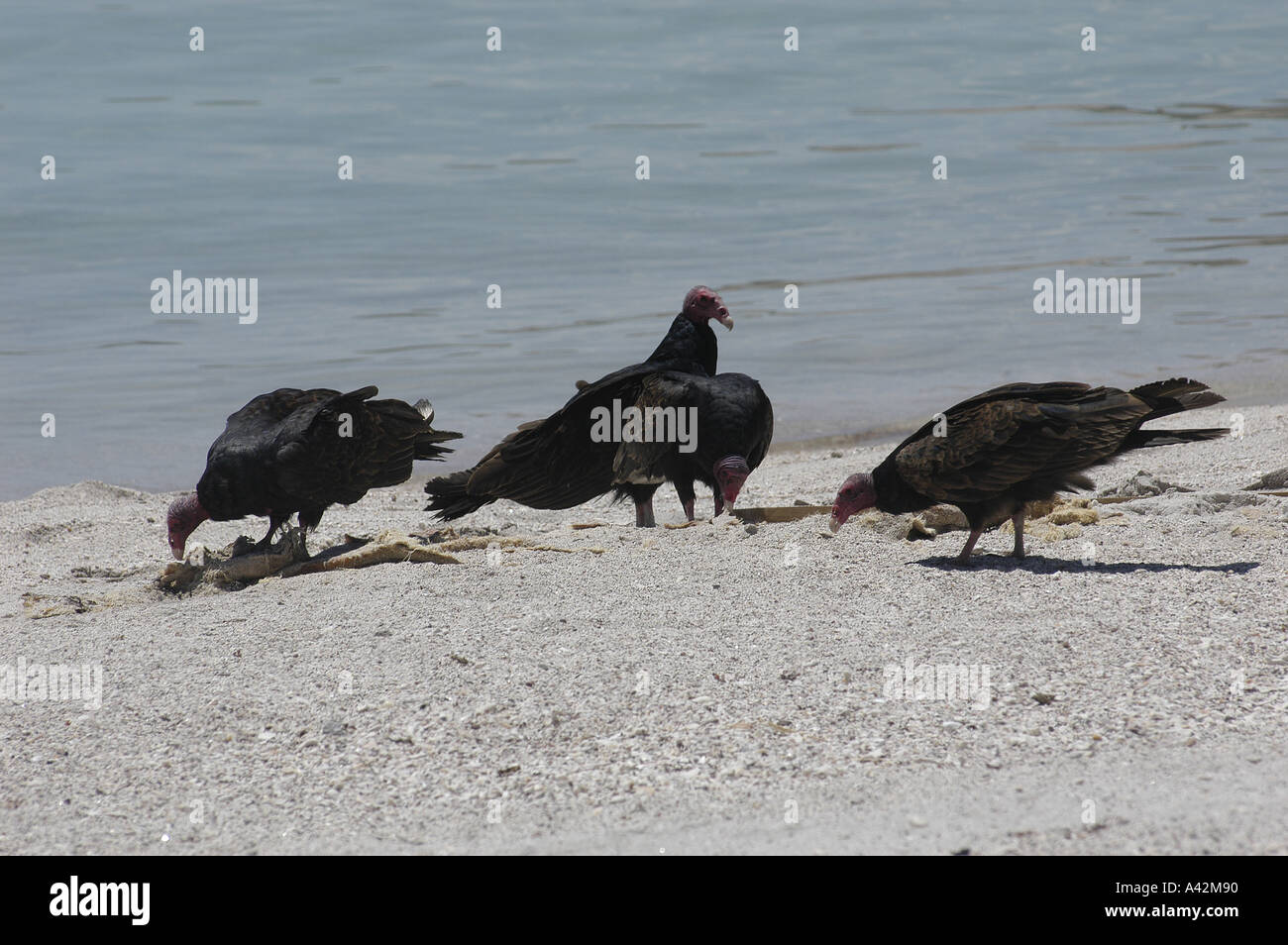 turkey vultures Cathartes aura feeding on whale bubbler Espiritu Santo ...