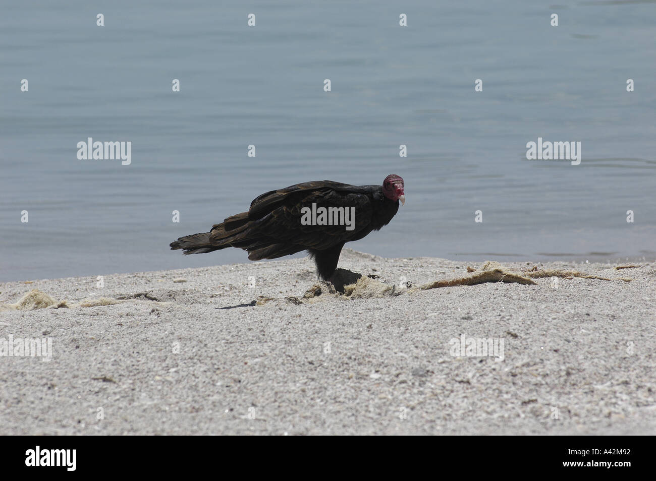 turkey vultures Cathartes aura feeding on whale bubbler Espiritu Santo ...
