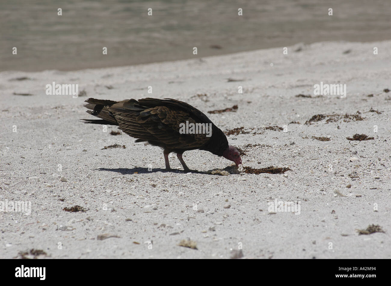 turkey vultures Cathartes aura feeding on whale bubbler Espiritu Santo ...