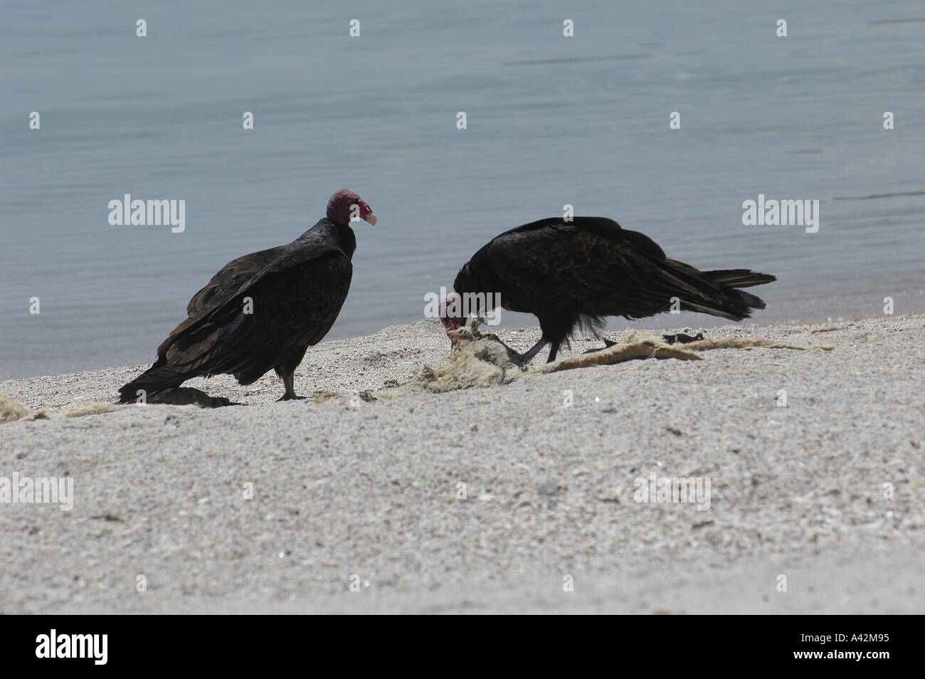 turkey vultures Cathartes aura feeding on whale bubbler Espiritu Santo ...