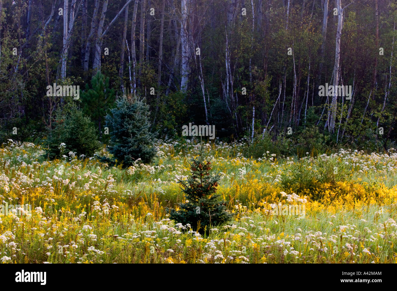 Old field ecosystems hi-res stock photography and images - Alamy