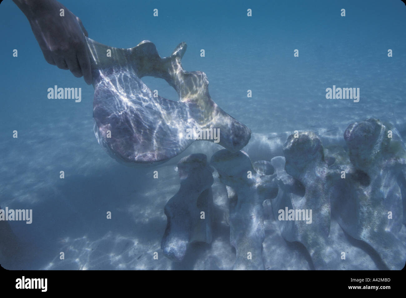 Woman MR researcher and snorkeler recovering a Humpback whale skeleton ...