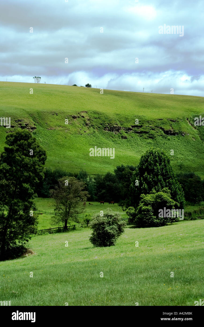 Beautiful scenic horses in meadow Landscape in KZN South Africa Stock ...